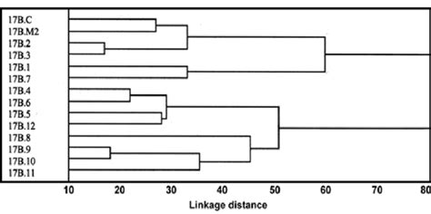 Dendrogram Of The 17B Genotypes Control And Their Mutants M 2 And M Download Scientific