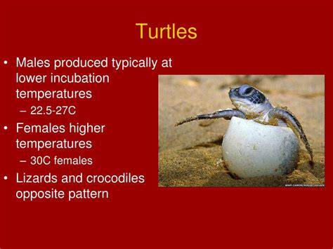 Ppt Sex Differences Powerpoint Presentation Free Download Id351444