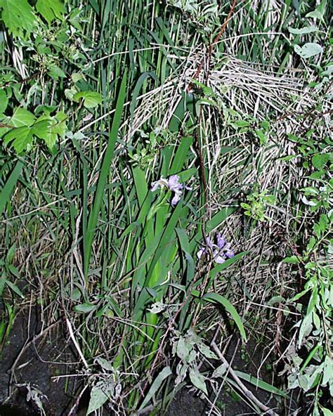 Department Of Botany