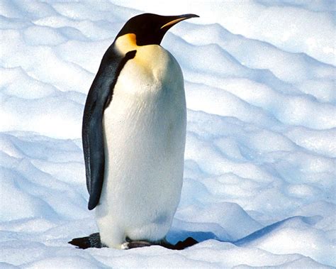 Pinguino
