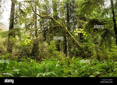 Epiphytic Moss Growing On Redwood Branches Creates A Sureal Atmosphere In Prairie Creek Redwoods
