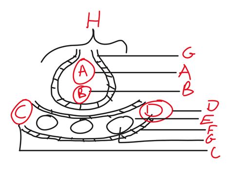 Alveolus Diagram Diagram Quizlet