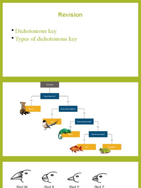 Revision Dichotomous Pdf