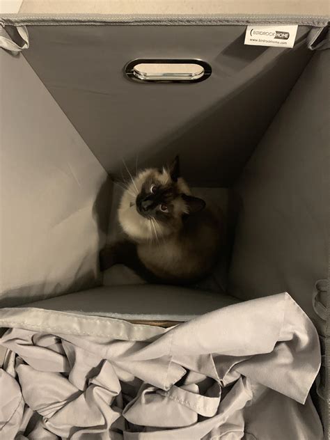 Best Maisie Images On Pholder Maisiewilliams Celebs With Petite Tits And Dustkitties