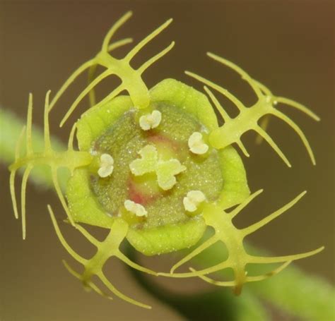 Alpine Mitrewort Mitella Pentandra · Inaturalist United Kingdom