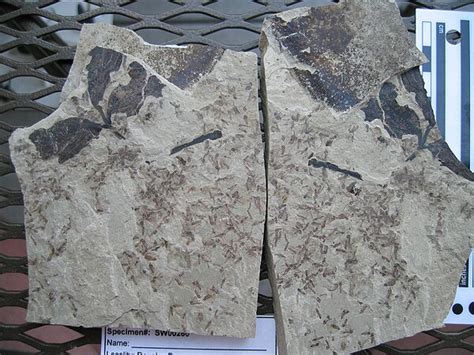 Douglas Pass Fossils July 2005