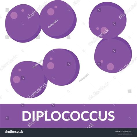Coccus Morphology Diplococcus Shape Illustration Stock Vector Royalty