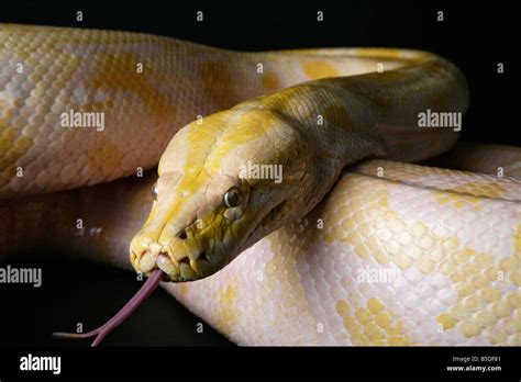 Male Albino Burmese Python
