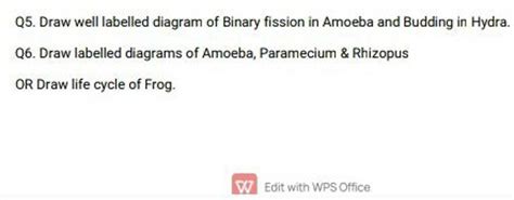 Q Draw Well Labelled Diagram Of Binary Fission In Amoeba And Budding In