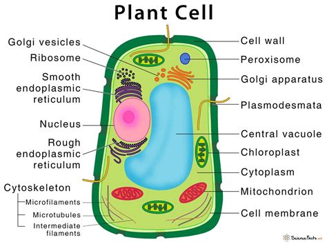 Plant Cell Structure Parts Functions Types And Diagram Cell