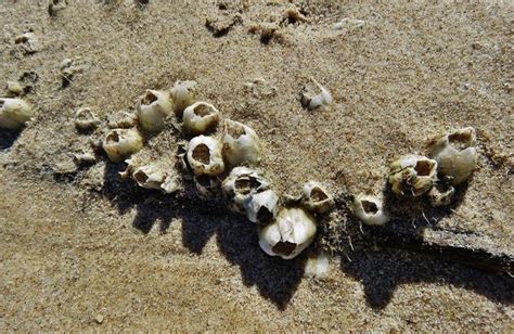 A Closer Look At Barnacles The Original Super Glue Bay Naturalist