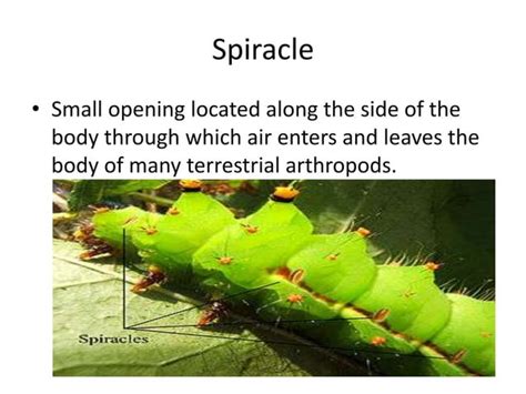 Biology 28 1 Introduction To The Arthropods Ppt