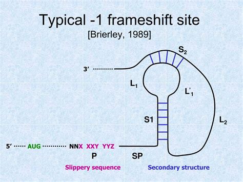 PPT Algorithmics Of Frameshift RNA Sequences PowerPoint Presentation ID