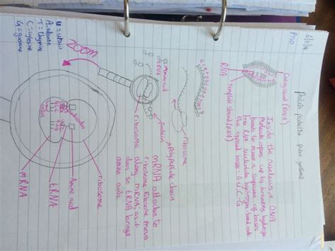 Protein Synthesis Diagram