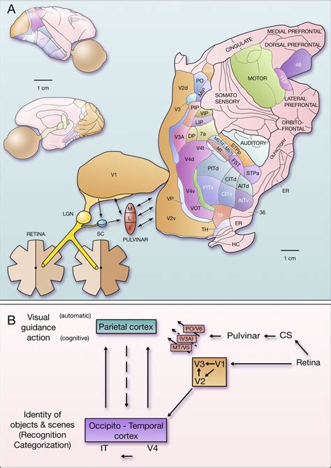 The Extrastriate Cortex In Macaque Monkey A Lateral Medial And