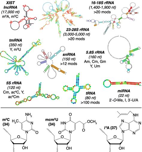 Lifestyle Modifications Coordinating The Trna Epitranscriptome With Codon Bias To Adapt