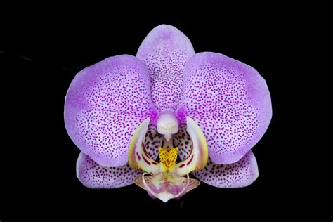 Orchid Phalaenopsis Ambiance | Phalaenopsis, or the Moth Orc… | Flickr