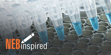 Rt Qpcr Strategies For Molecular Diagnostics Oem And Customized Solutions Neb