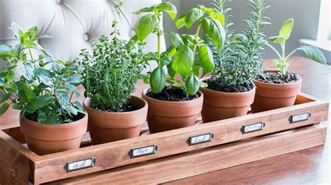 Садівники розповіли коли пора міняти землю у горщиках Читайте на Ukr Net