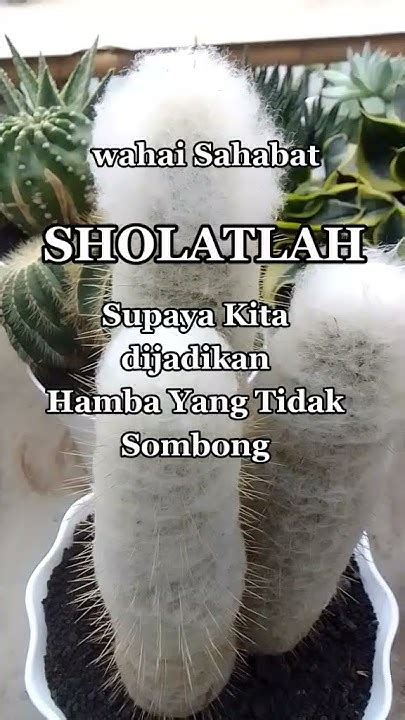 Sholat Lah Supaya Kita Dijadikan Hamba Yang Tidak Sombong Shortviral Motivasi Youtube