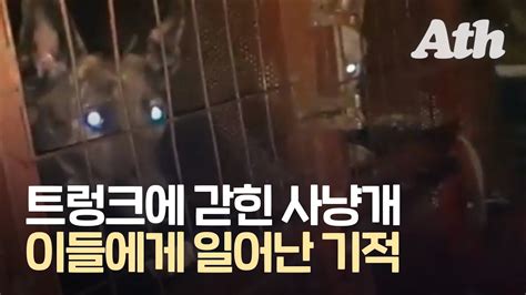 Eng Sub 자동차 트렁크에 사는 개들···일어서지도 못하는데 학대 아니라고 애니띵 Youtube