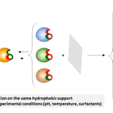 Schematic Representation Of The Interfacial Adsorption On Different