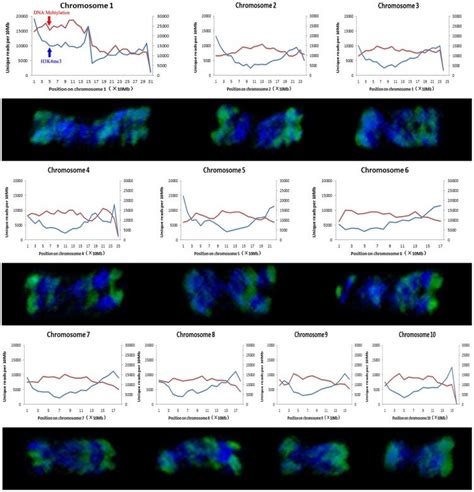 Immunolabelled Metaphase Chromosomes Dapi Staining Signals In Blue And Download Scientific