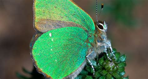 Butterfly Inspired Nanostructures Can Sort Light