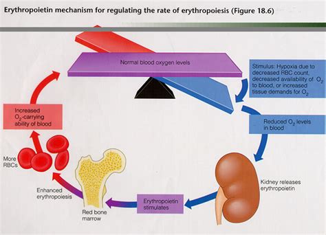 Biol4550jj Erythropoietin Function