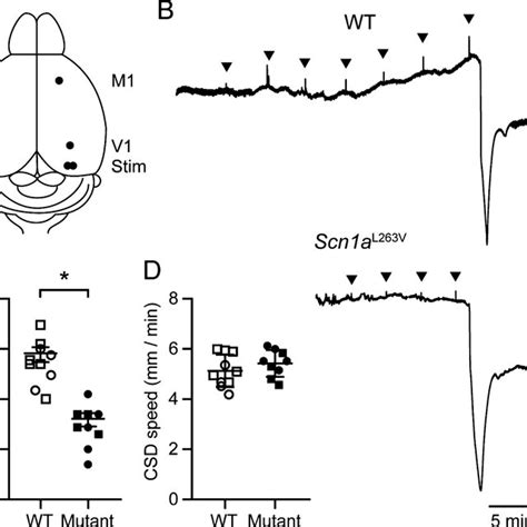 Reduced Threshold For Cortical Spreading Depolarization Csd Induced Download Scientific