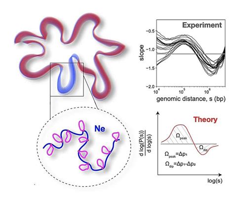 Physicists Model Chromosome Folding Reveal How Loops Affect Spatial Organization Of The Genome