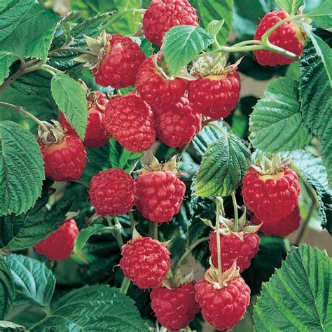 Raspberry