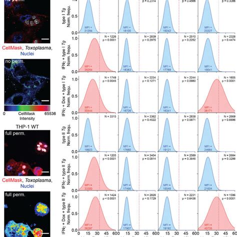 Schematic View Of The Tlr4 Signaling Pathway Notes Upon Binding Of Download Scientific