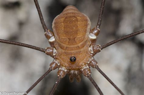 Opiliones Aas American Arachnological Society