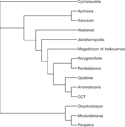 Cladistic Analysis Using Paup Of Some Lobopods And Arthropod Stem Group