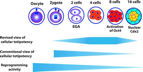 On Mammalian Totipotency What Is The Molecular Underpinning For The