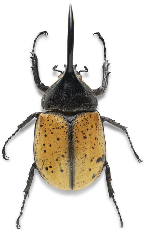 Beetles 1998 Volkswagen New Beetle When Boomers Thought That