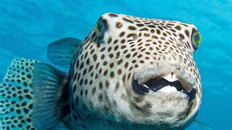Pufferfish To Nutmegs Worlds 5 Most Dangerous Foods That Can Kill You