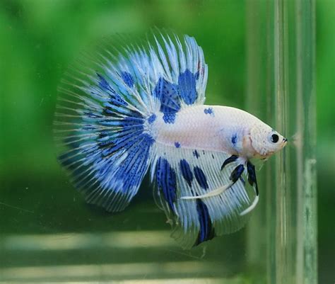 Dalmatian Betta Fish Pet Fish Betta