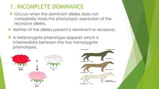 NON MENDELIAN PATTERNS OF INHERITANCE Pptx Genetics Science