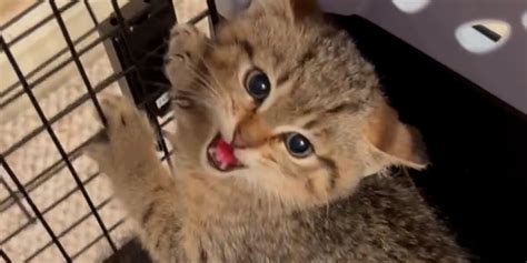 Spicy Kitten Needs Socialization Bootcamp Videos The Dodo