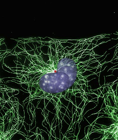Fibroblast Microtubule Organizing Center Nikon Small World