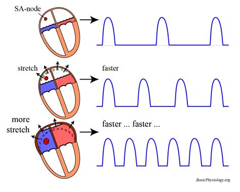 B61 Regulation Of The Heart