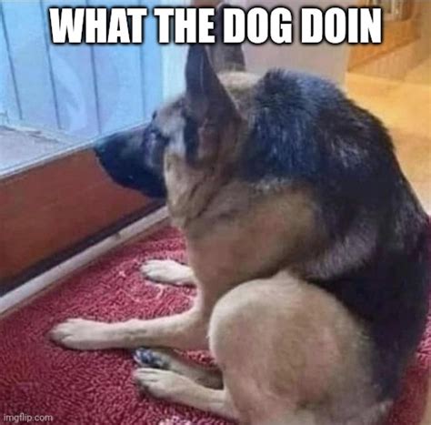 Why Imgflip