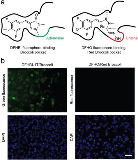 Figure 1 From Imaging Intracellular Sam Dynamics In Live Mammalian Cells With A Genetically
