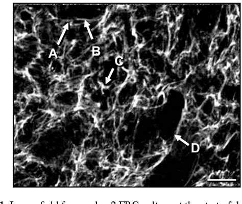 Figure 1 From New Insights Into Extracellular Matrix Assembly And Reorganization From Dynamic