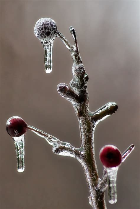 Frozen Corel Discovery Center