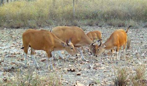 មន្ត្រីរដ្ឋបាលព្រៃឈើស្រុកថាឡាបរិវ៉ាត់ ខេត្តស្ទឹងត្រែង