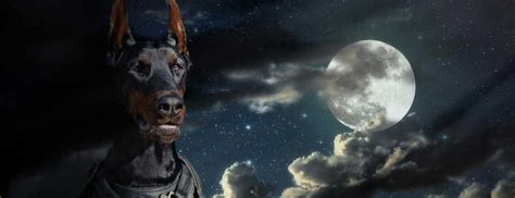 Doberman Pinscher Temperament And Personality