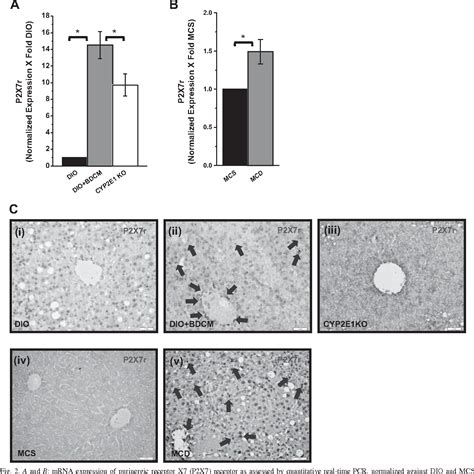 Positive Regulation Of T Cell Mediated Cytotoxicity Semantic Scholar